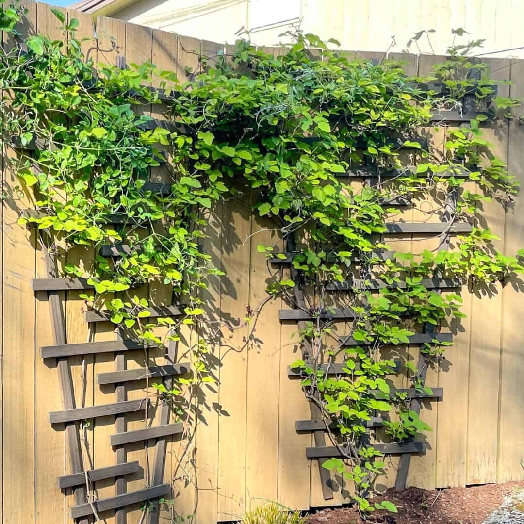How to Make a Fence Top Trellis - The Handyman's Daughter