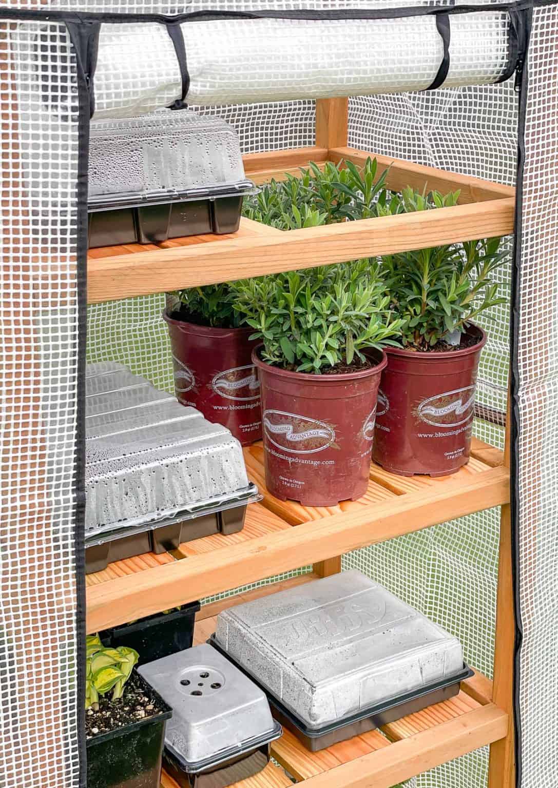 DIY Mini Greenhouse for Your Deck or Patio - The Handyman's Daughter