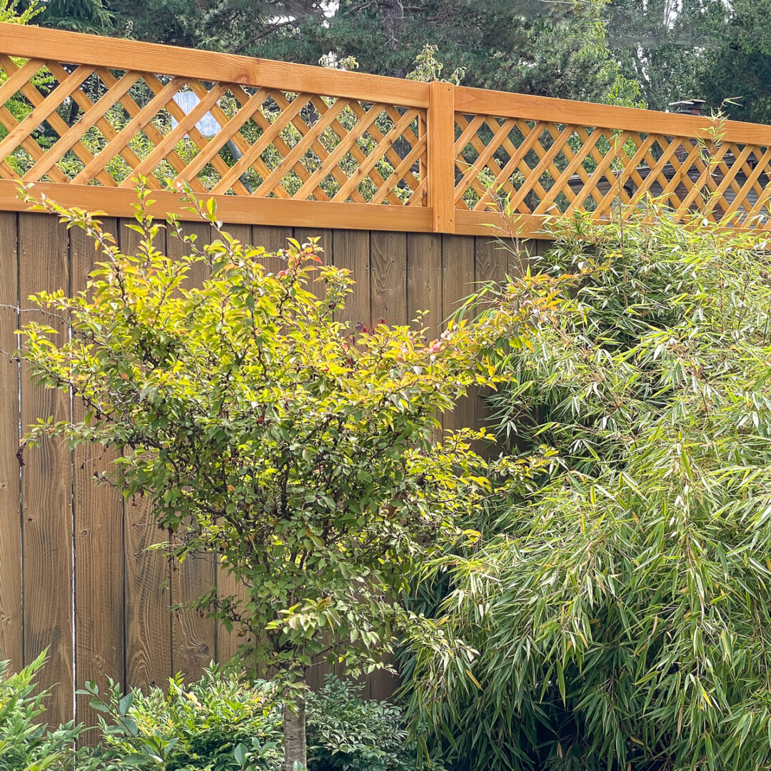 DIY Modern Trellis with Free Plans - The Handyman's Daughter